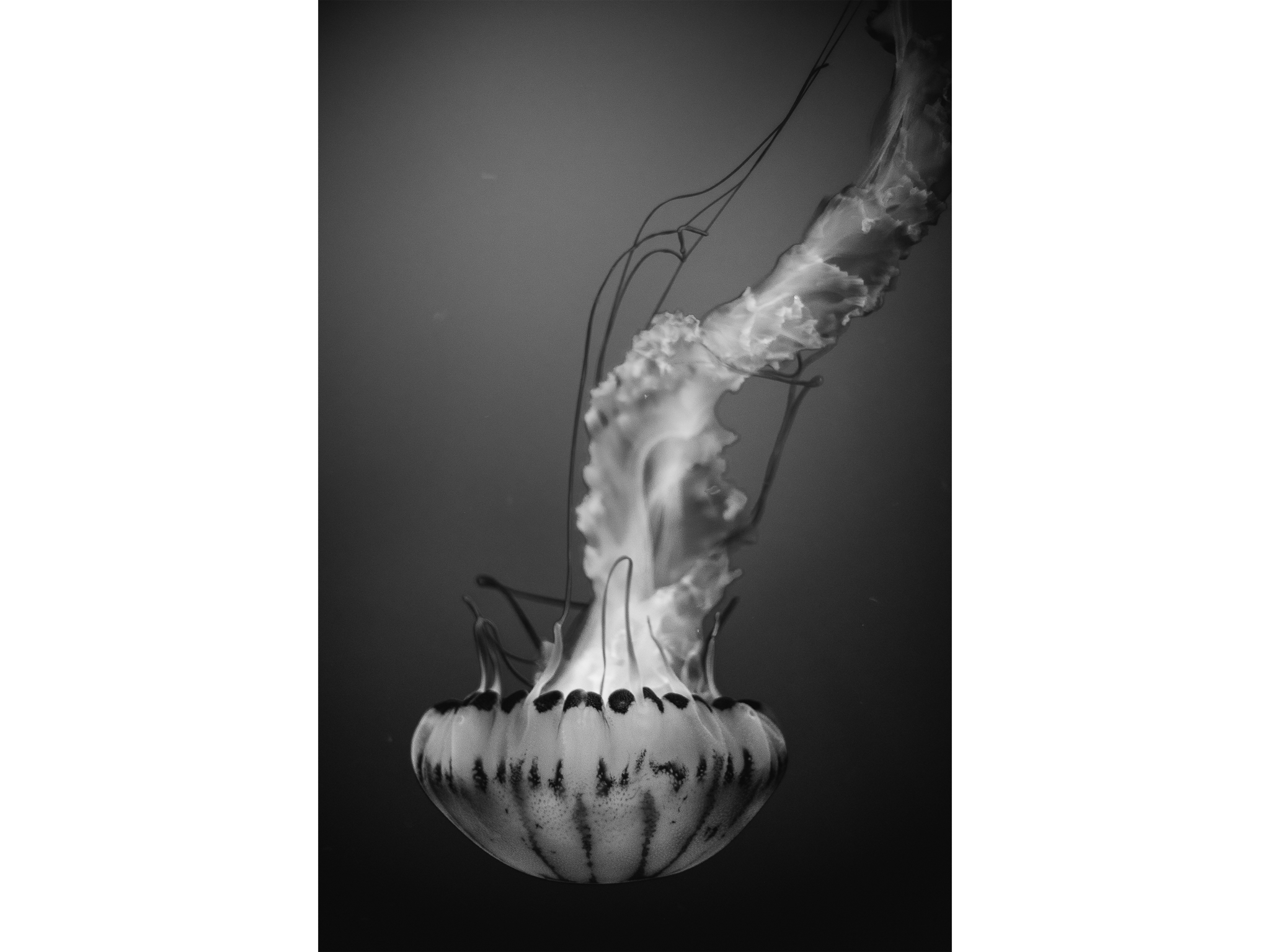 Dive – Stolen Butter